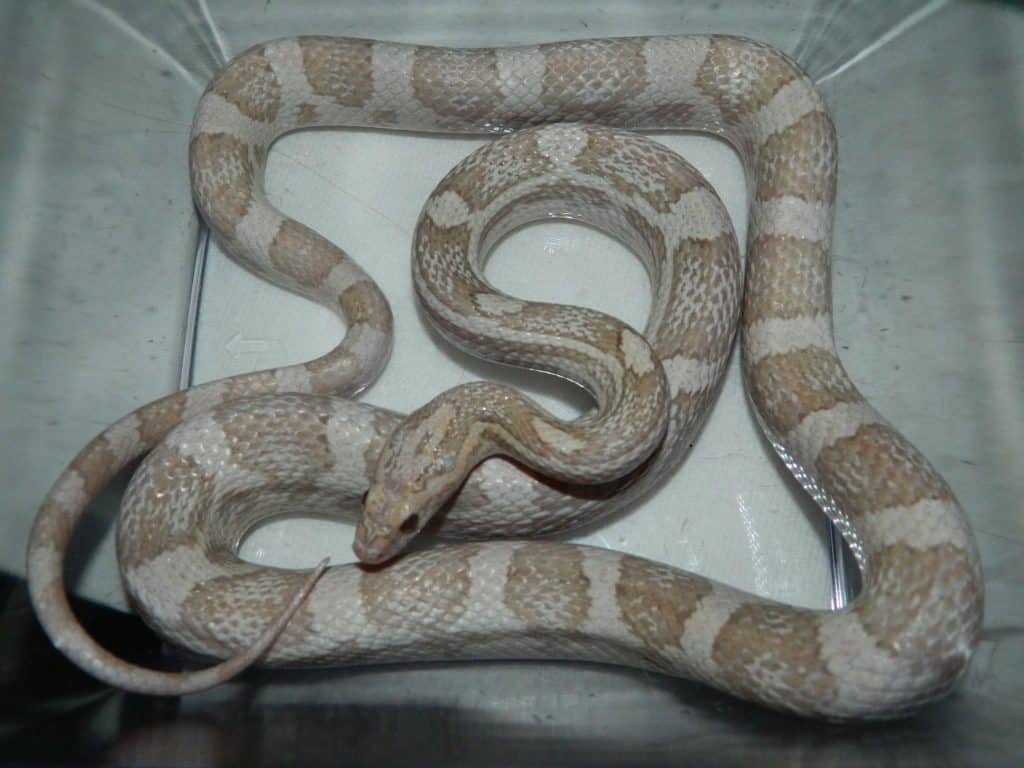 Corn Snake Morphs and Genetics: The Ultimate Guide