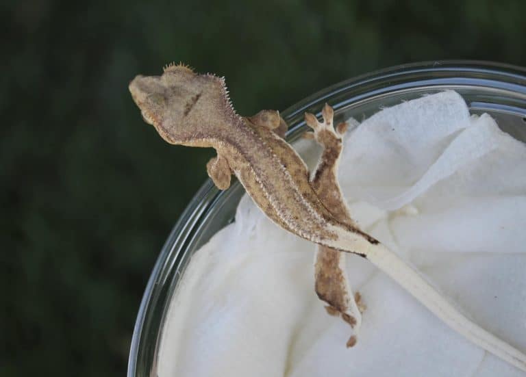 Crested Gecko Morphs and Genetics: The Ultimate Guide