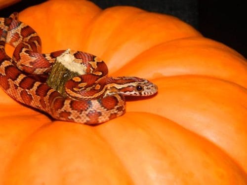 Corn Snake Morphs and Genetics: The Ultimate Guide