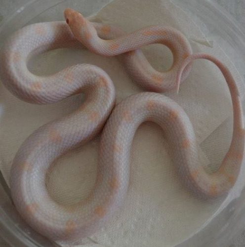 Corn Snake Morphs and Genetics: The Ultimate Guide