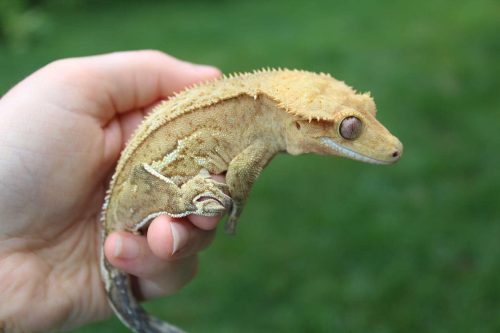 Crested Gecko Morphs and Genetics: The Ultimate Guide
