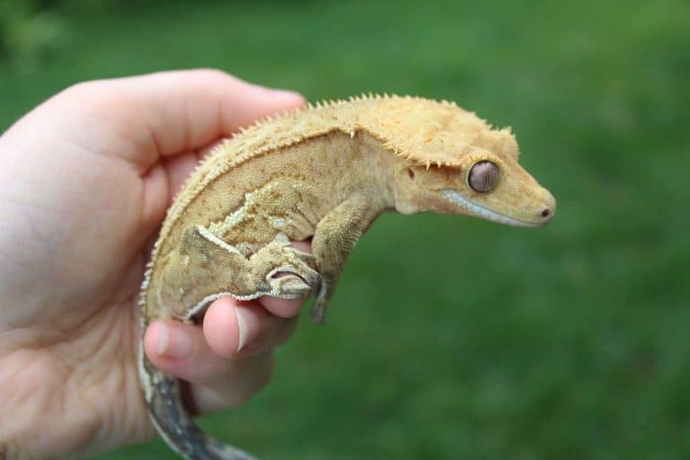 Crested Gecko Morphs and Genetics: The Ultimate Guide