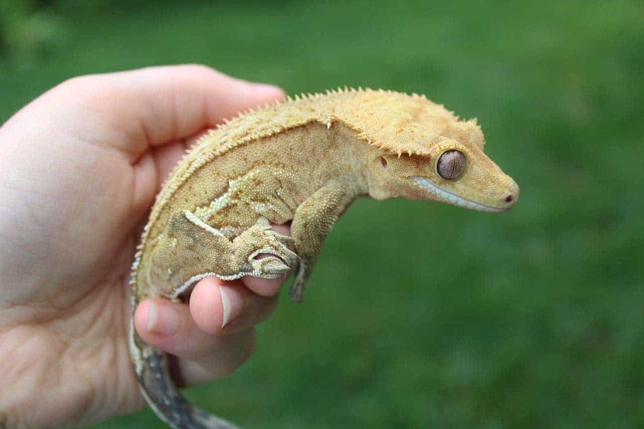 Crested Gecko Morphs and Genetics: The Ultimate Guide