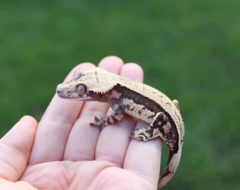 Crested Gecko Morphs and Genetics: The Ultimate Guide