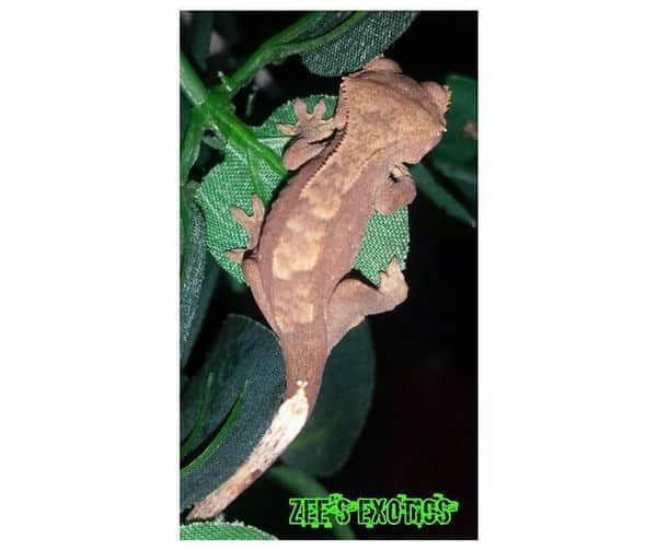 Crested Gecko Morphs and Genetics: The Ultimate Guide