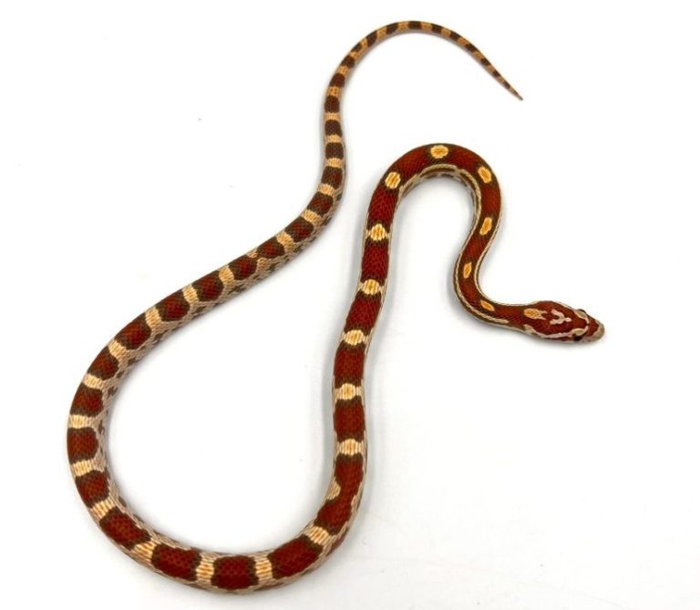 Corn Snake Morphs and Genetics: The Ultimate Guide
