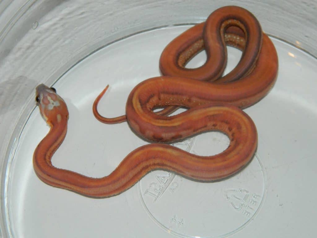 Corn Snake Morphs and Genetics: The Ultimate Guide