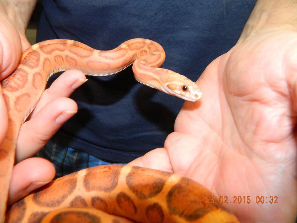 Corn Snake Morphs and Genetics: The Ultimate Guide