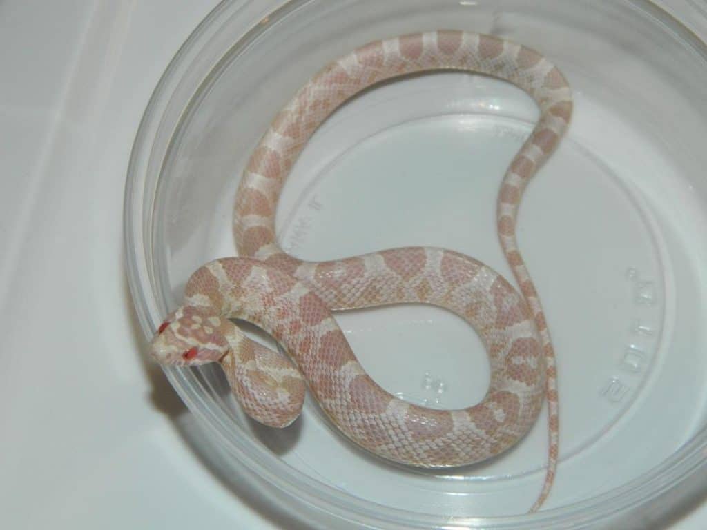 Corn Snake Morphs and Genetics: The Ultimate Guide