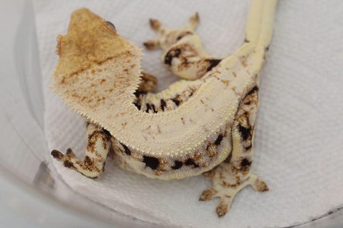 Crested Gecko Morphs and Genetics: The Ultimate Guide