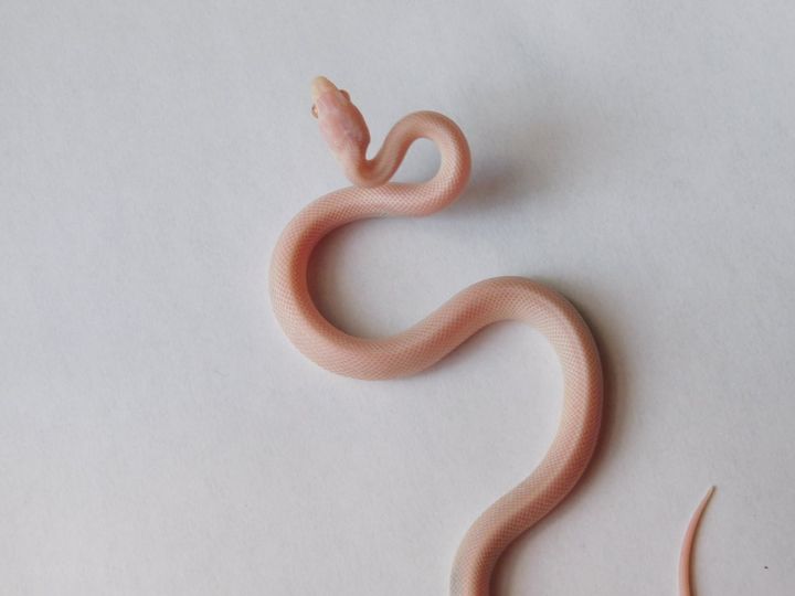 Corn Snake Morphs and Genetics: The Ultimate Guide