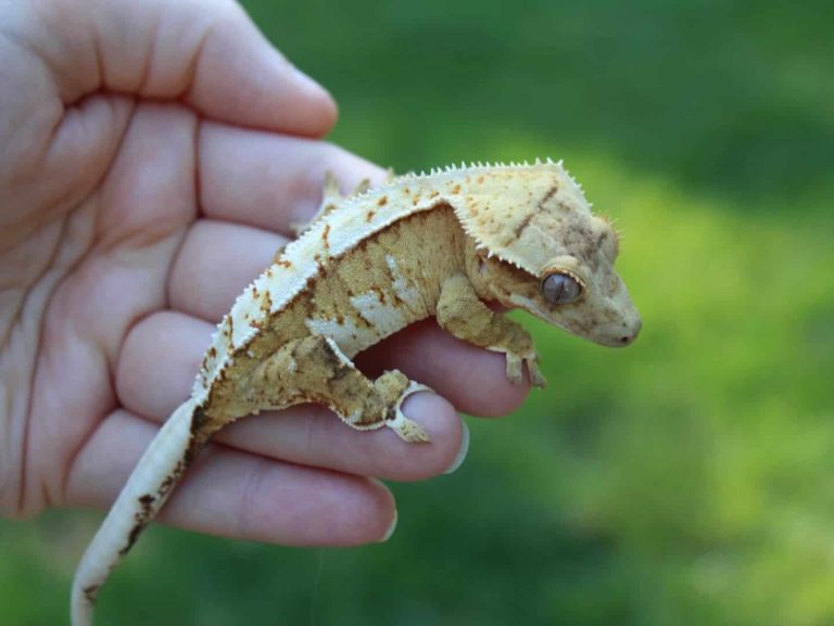 Crested Gecko Morphs and Genetics: The Ultimate Guide