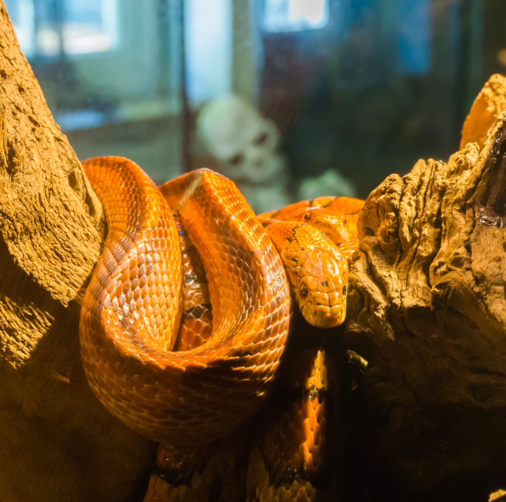 Corn Snake Morphs and Genetics: The Ultimate Guide