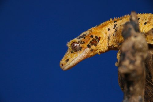 Crested Gecko Morphs and Genetics: The Ultimate Guide