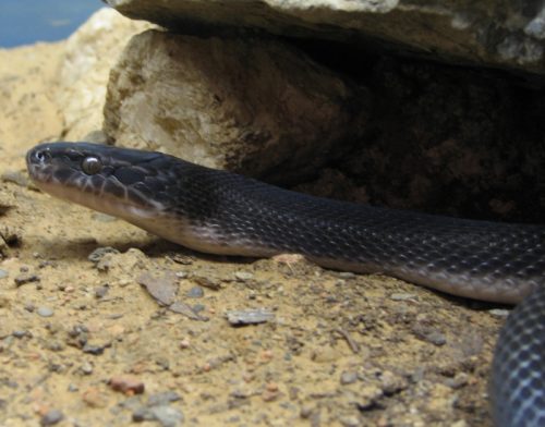 15 Best Non-Venomous Pet Snakes for Safe Handling