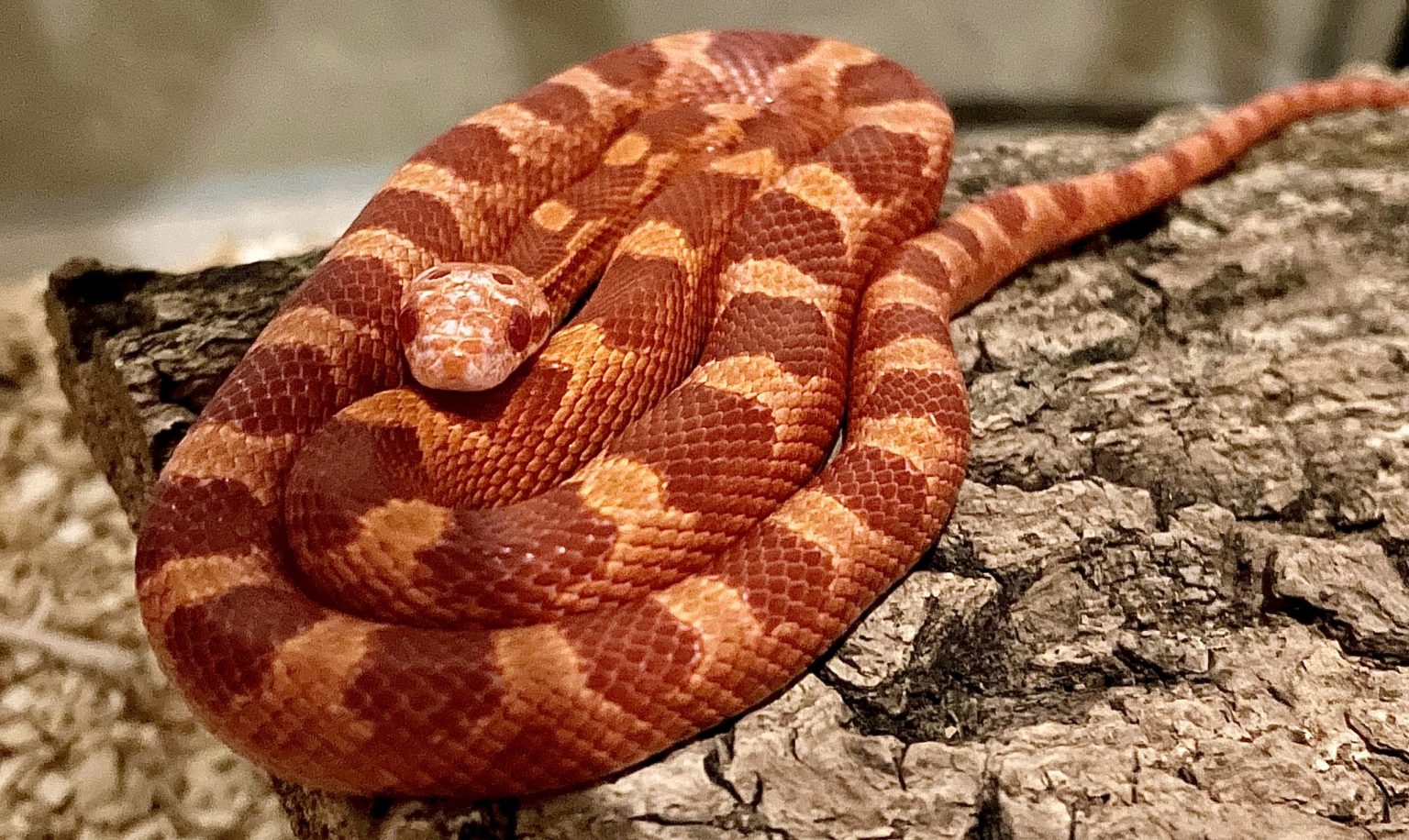 15 Best Small Pet Snakes (That Stay Small)