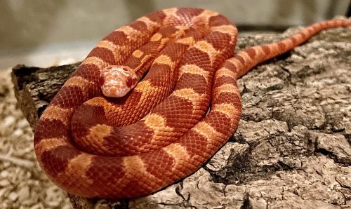 15 Best Small Pet Snakes (That Stay Small)