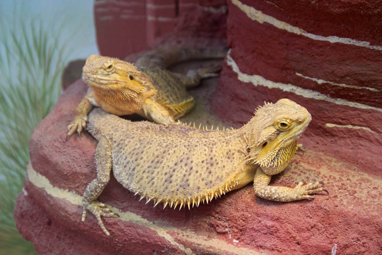 Male or Female? Determining the Sex of Your Bearded Dragon